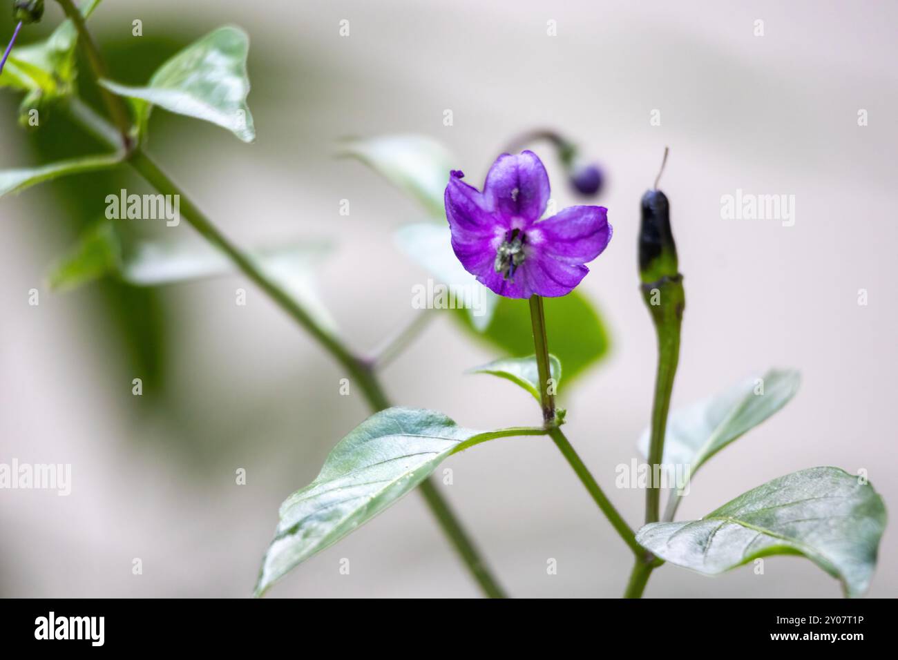 Purple chili flower bloom in the garden with beautiful blurred ...