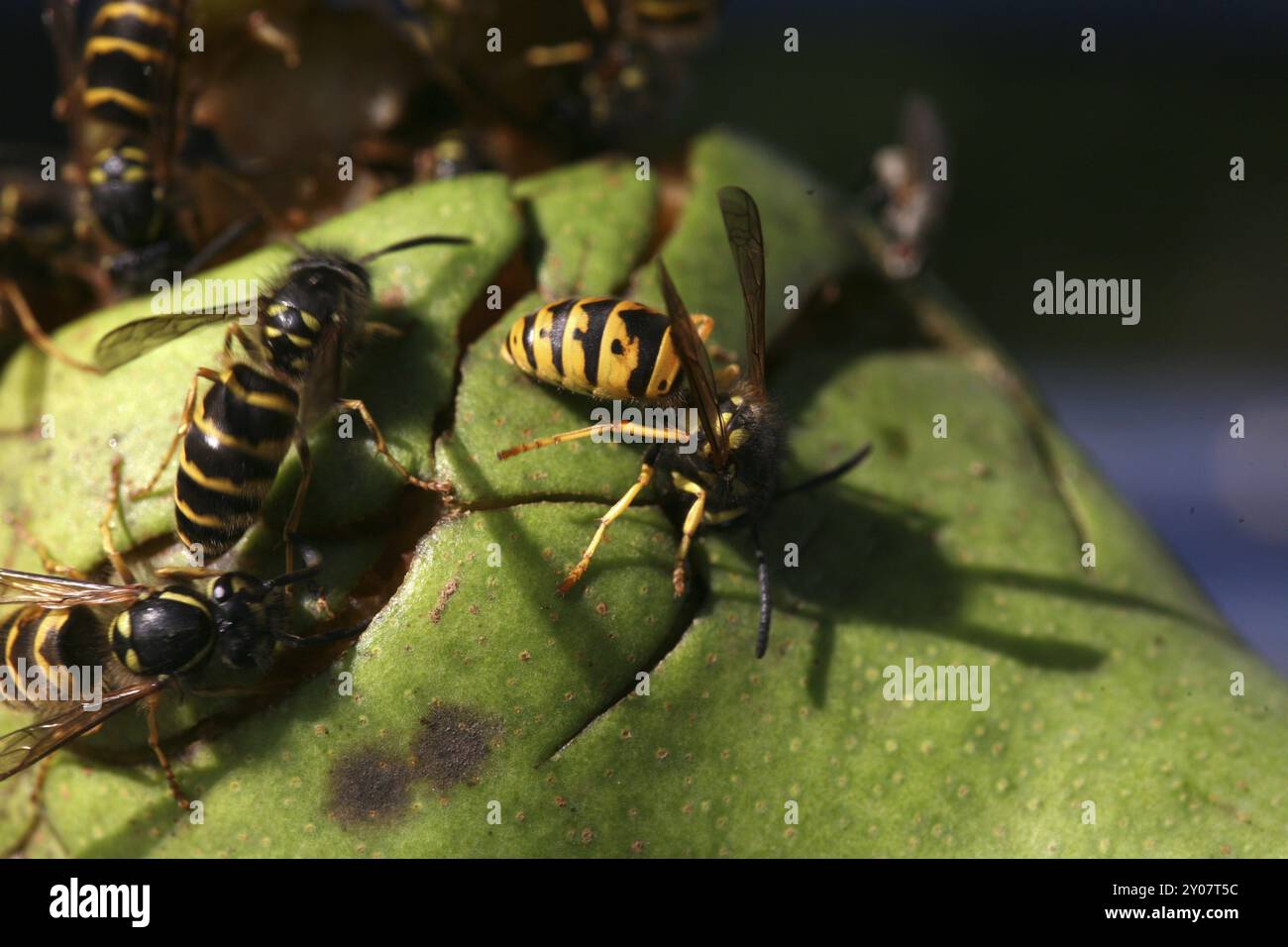 Wasps on (and in) a pear that has fallen from a tree Stock Photo - Alamy