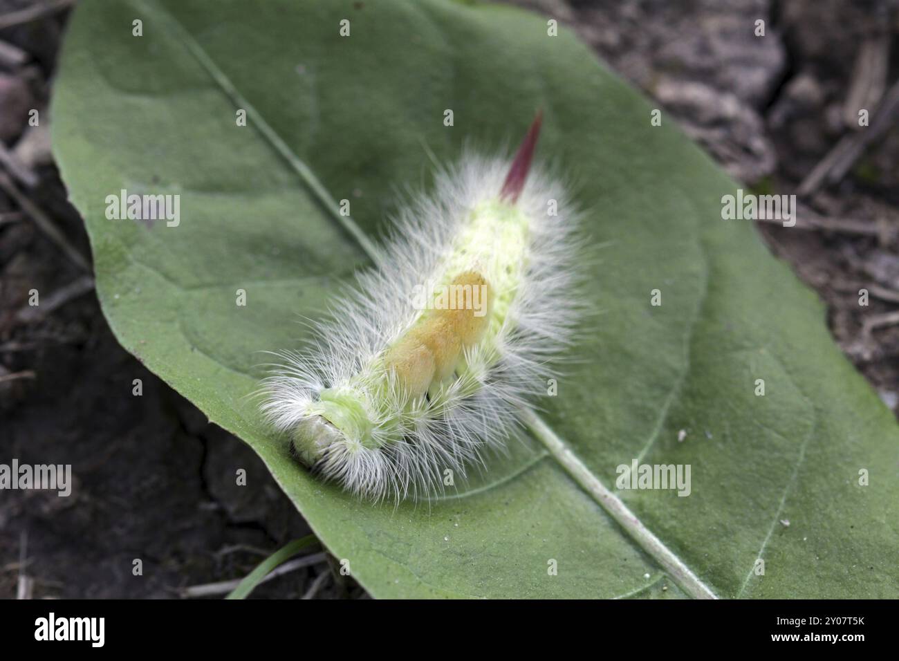 Beech stretch foot (caterpillar Stock Photo - Alamy