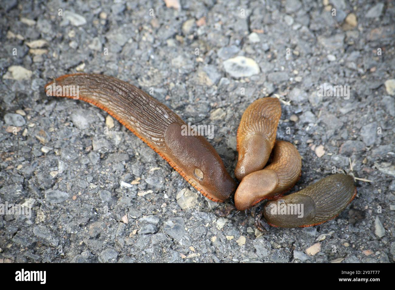 Snails eating a conspecific. Yes, snails are cannibals, but they only ...
