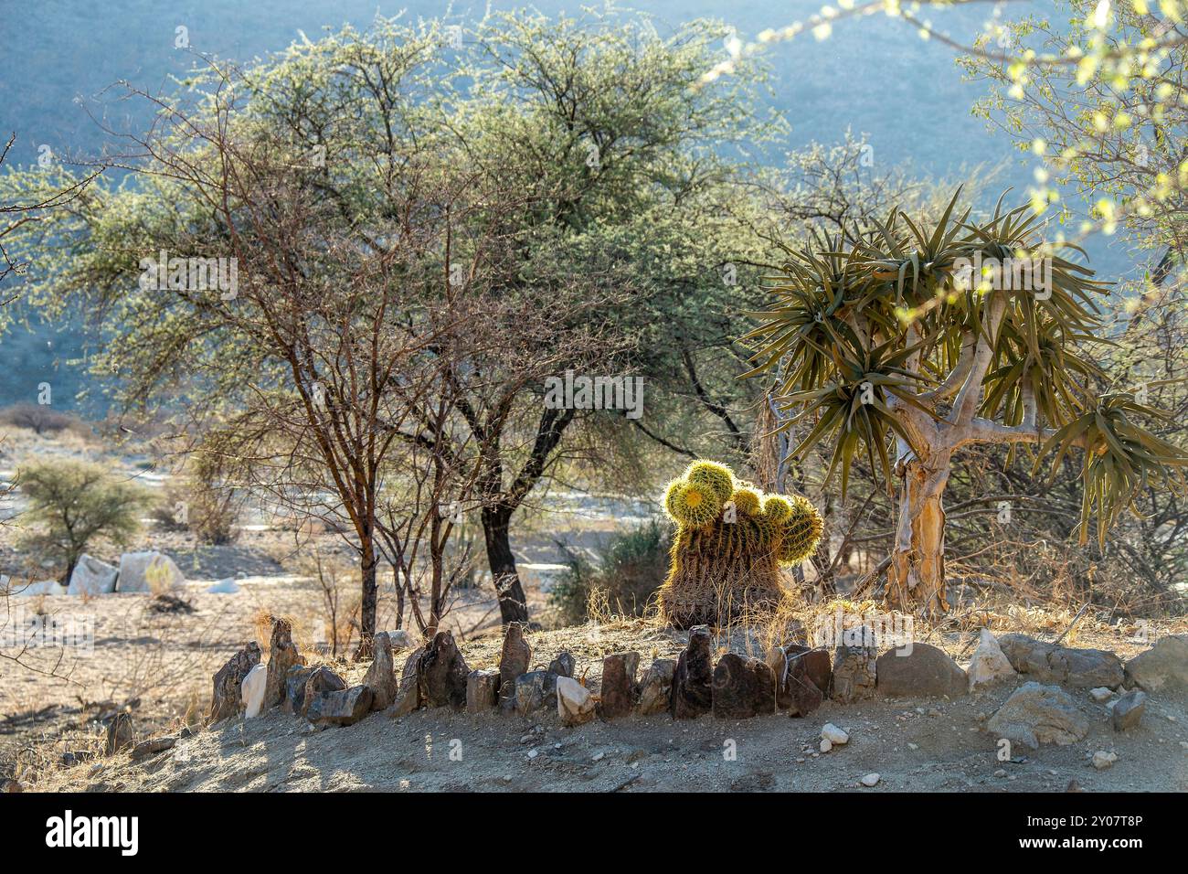 Invasive alien Cactus and native Succulents living side by side in ...