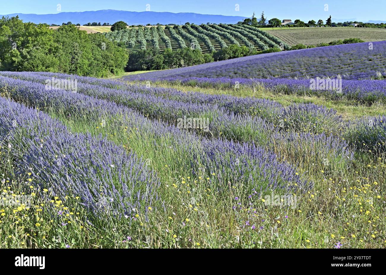 Lavender field, olive grove and Alps Stock Photo - Alamy