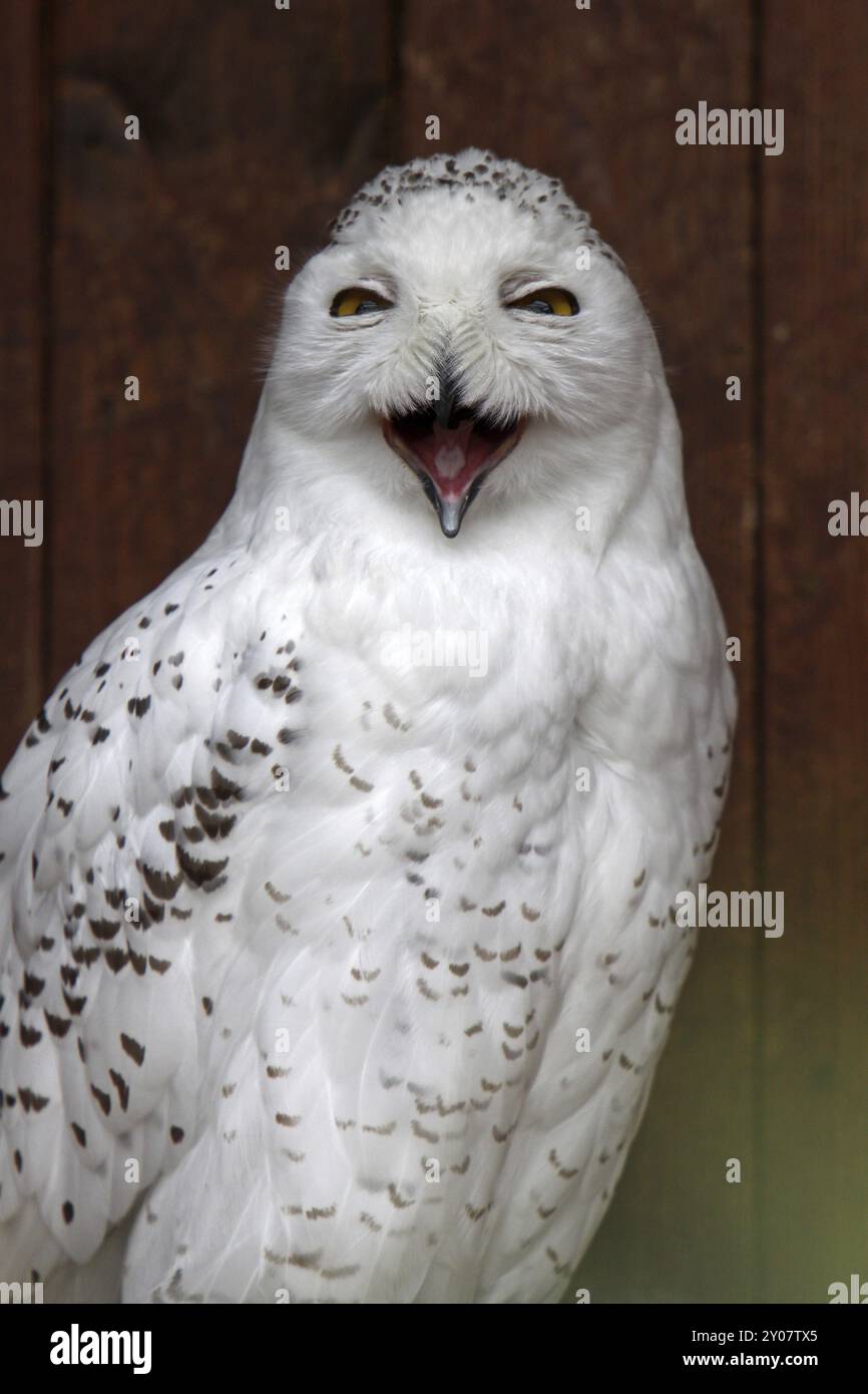 Choking animal hi-res stock photography and images - Alamy