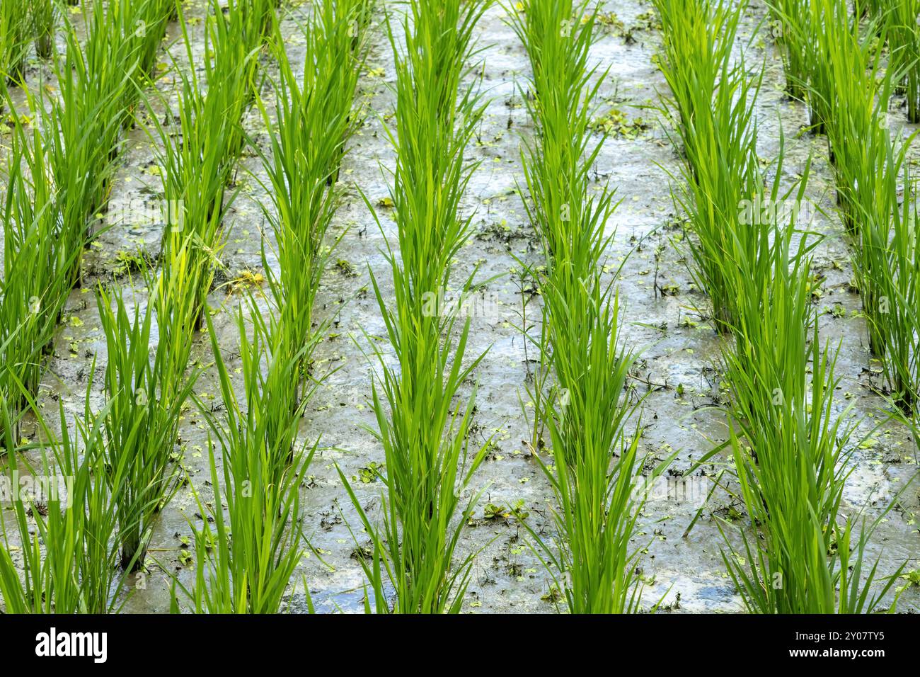 Green young rice seedlings growing in the paddy field Stock Photo - Alamy