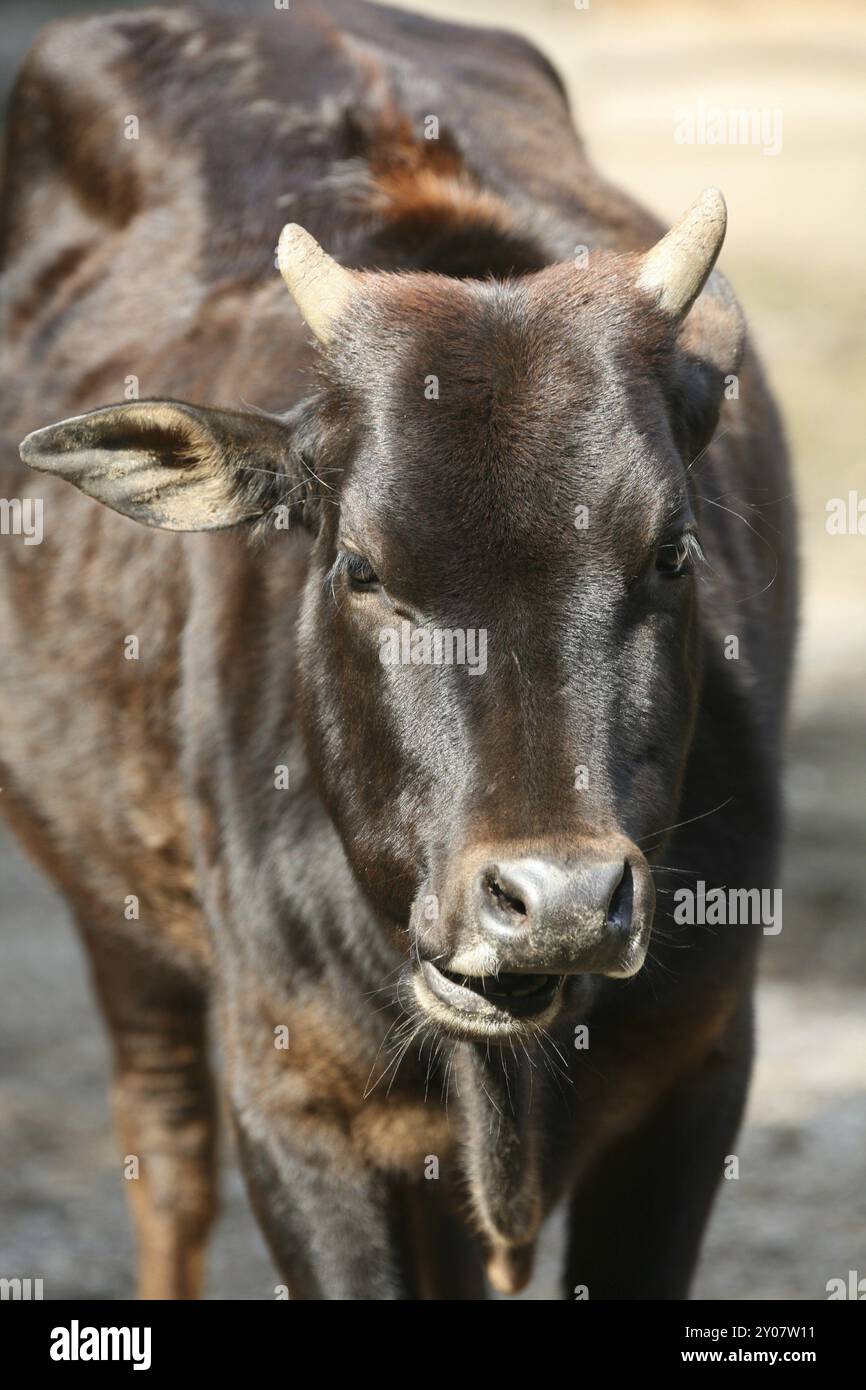 Humpback cows hi-res stock photography and images - Alamy