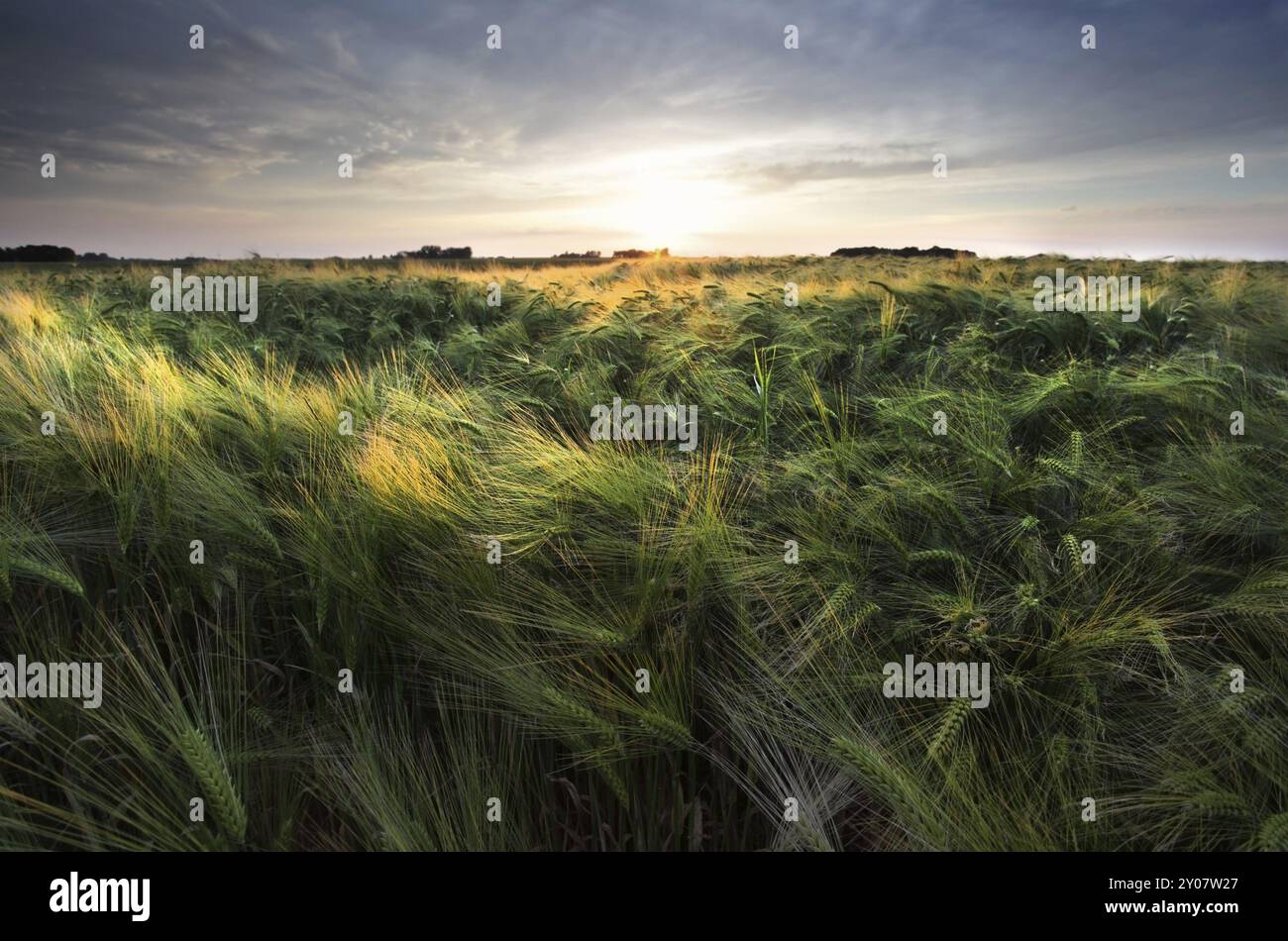 Sunshine over wheat field in summer Stock Photo - Alamy