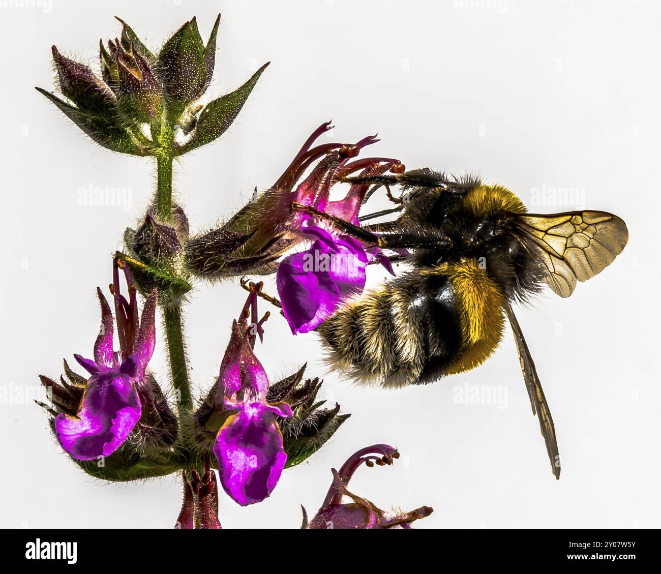 Variegated buff ground hi-res stock photography and images - Alamy