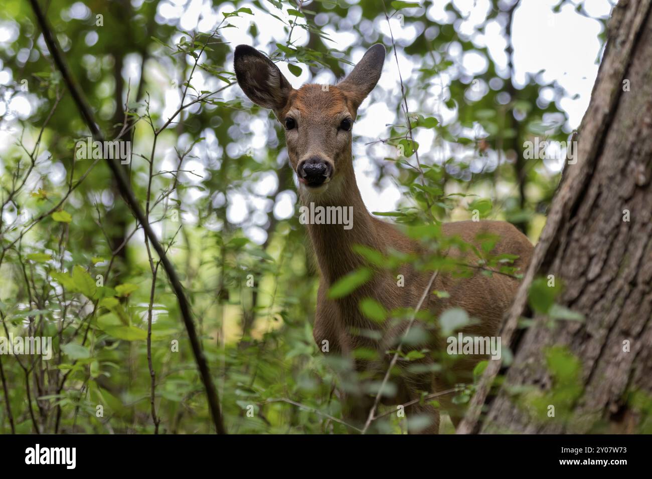 Natural scene from Wisconsin state park Stock Photo - Alamy