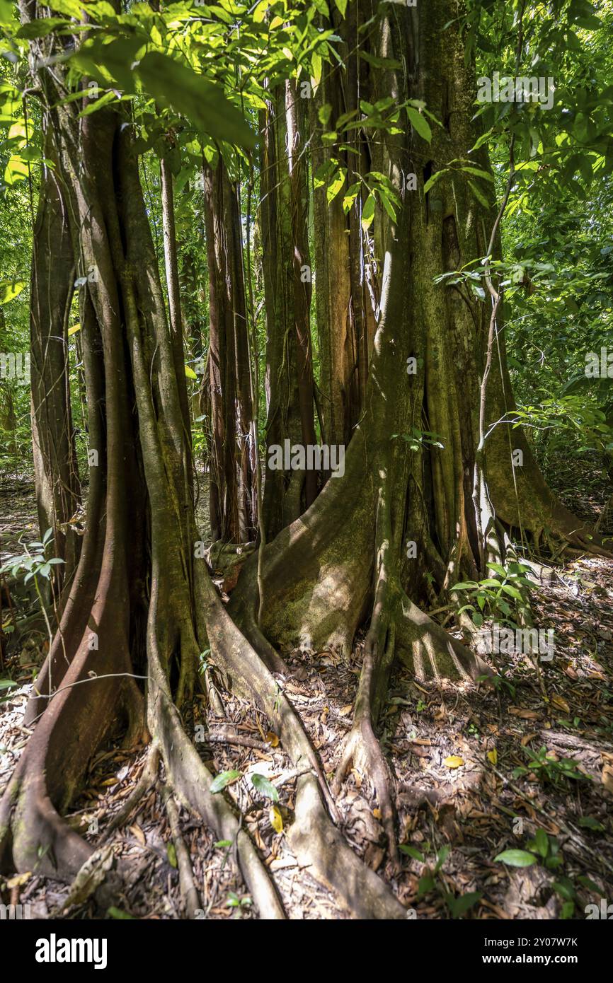 Strangler figs south america hi-res stock photography and images - Alamy
