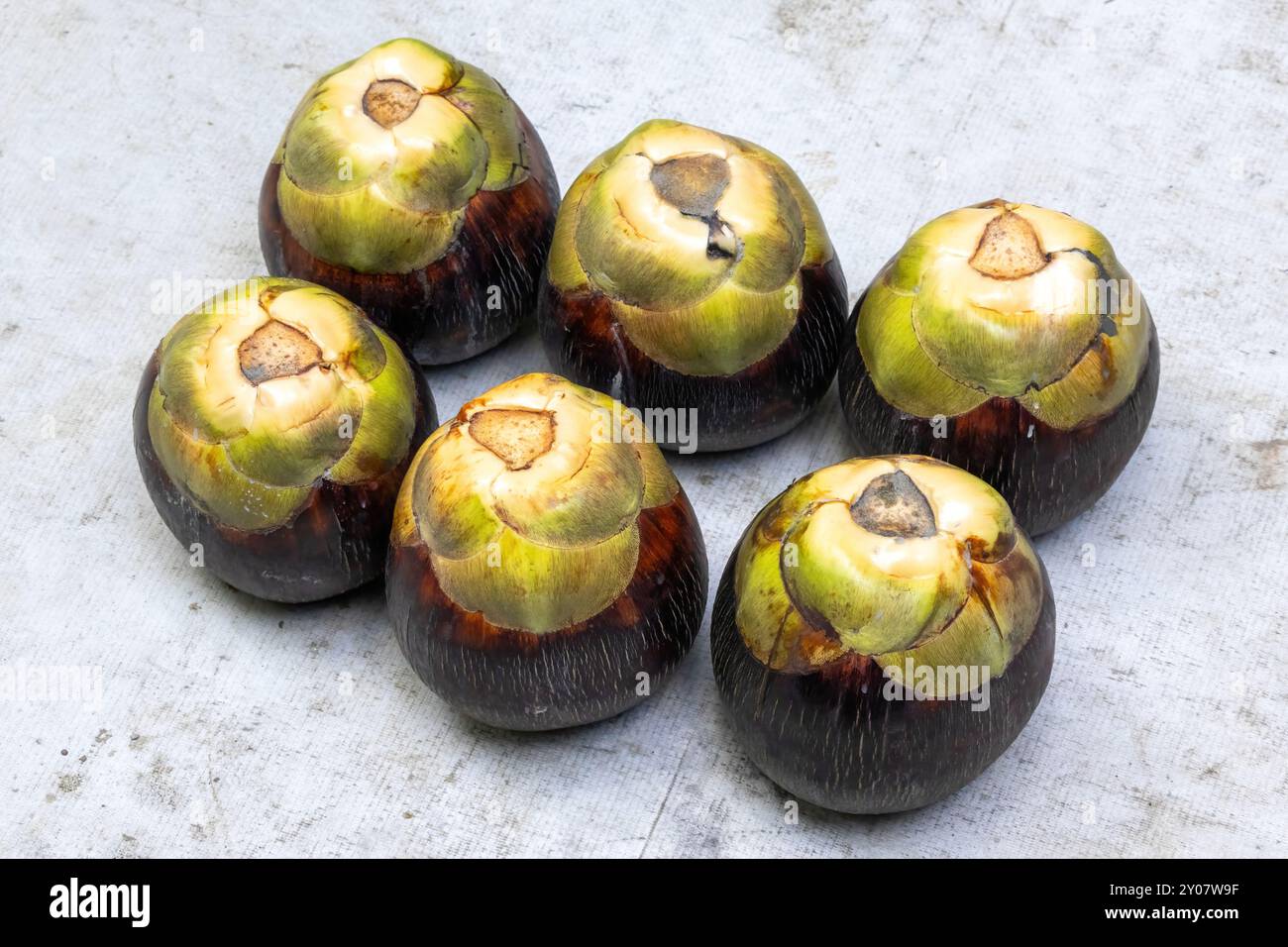 Ripe Asian palmyra palm (Borassus flabellifer) fruits from tree. It is ...