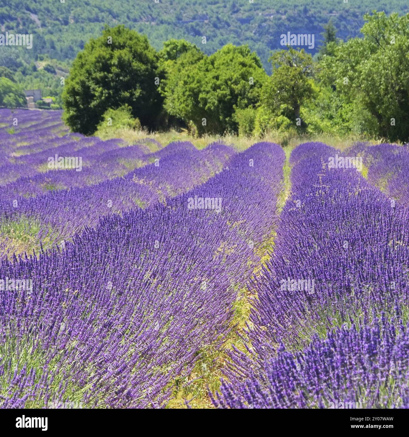 Lavender field, lavender fields 23 Stock Photo - Alamy