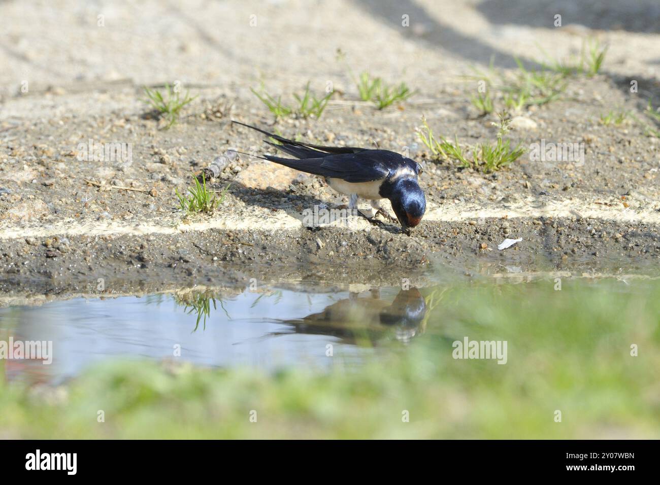 Barn Swallow, collects mud as nesting material, Hirundo rustica, Collect Barn Swallow the mud ...