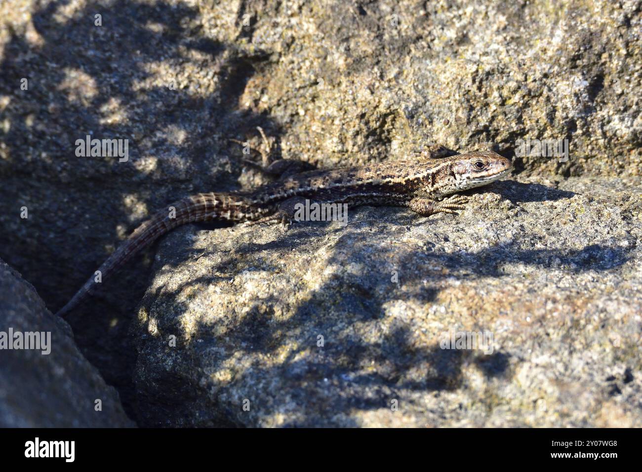 Female sand lizard between stones. Sand lizard sunbathing Stock Photo ...