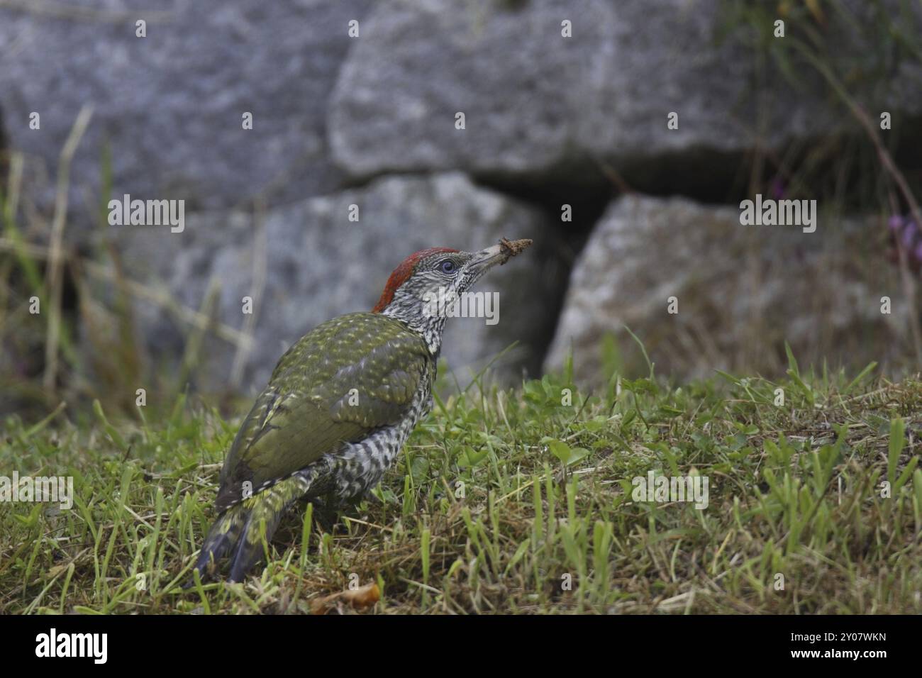 Green woodpecker, young bird, Picus viridis, European green woodpecker ...