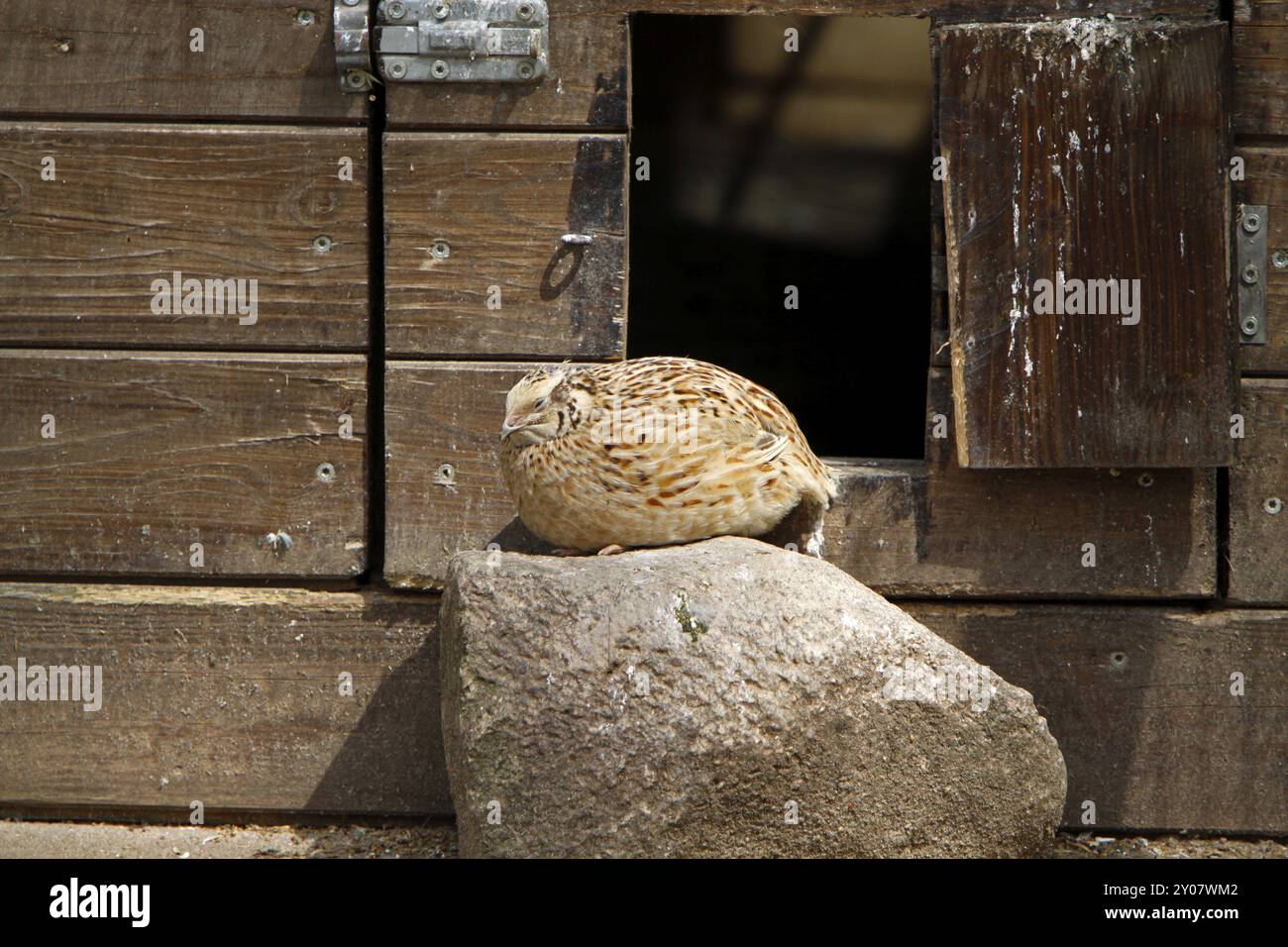 Quail in front of a barn Stock Photo - Alamy