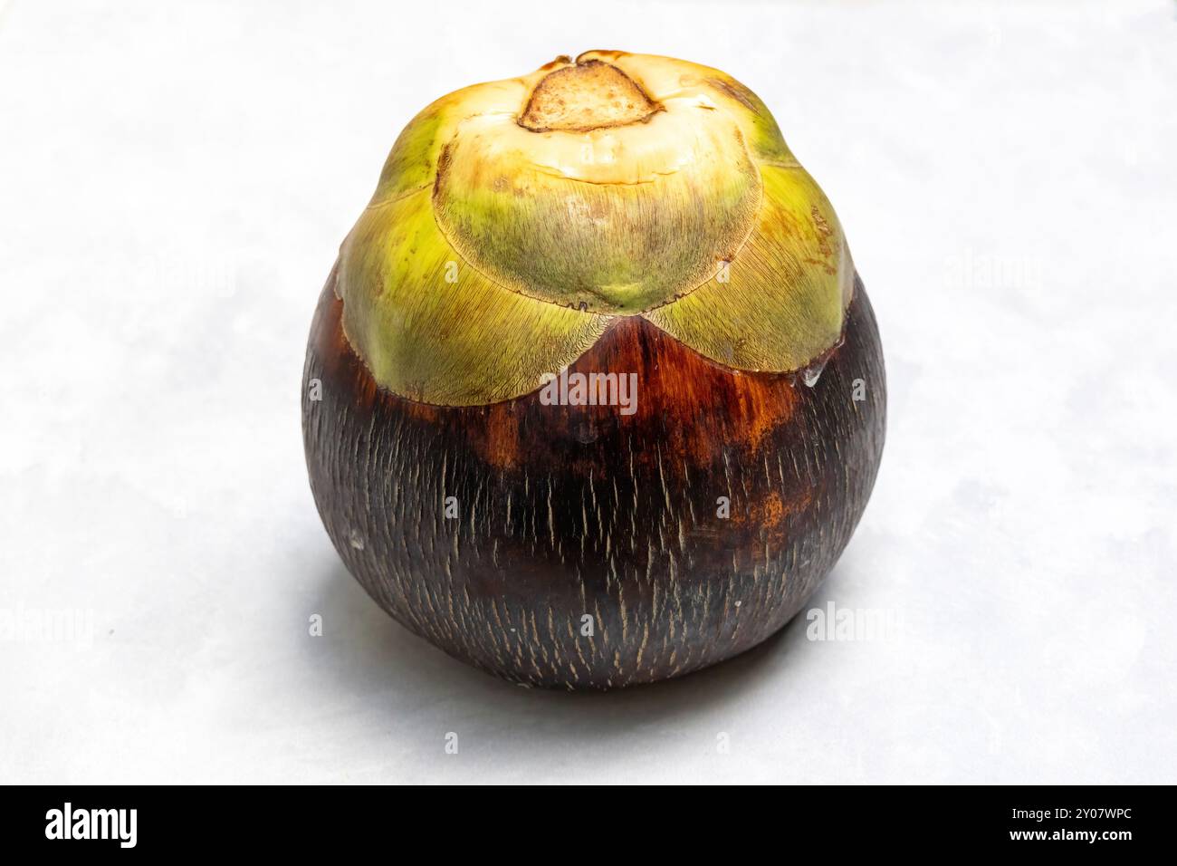 Ripe Asian palmyra palm (Borassus flabellifer) fruit on white ...