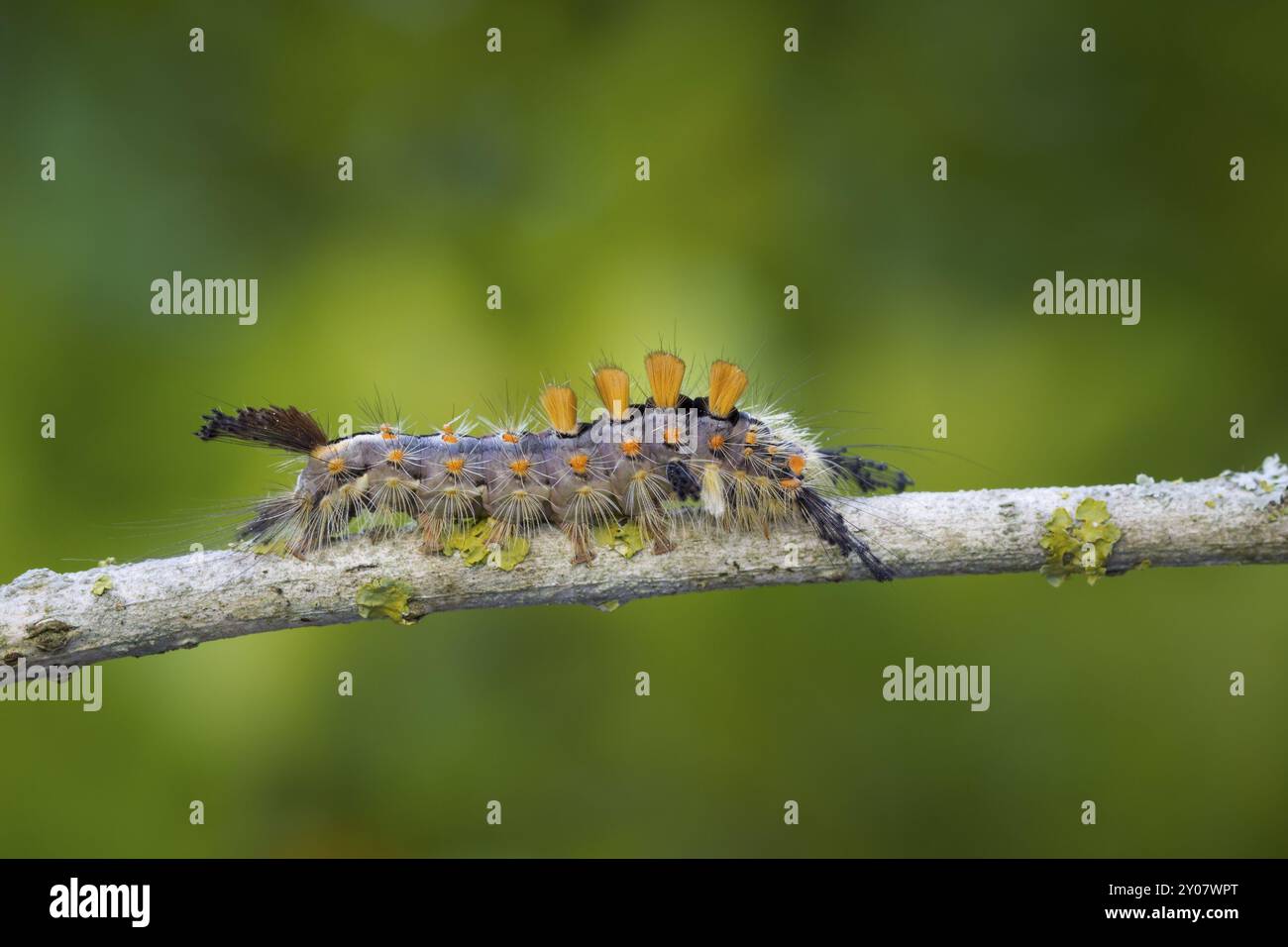 Rusty tussock moth (Orgyia antiqua Stock Photo - Alamy