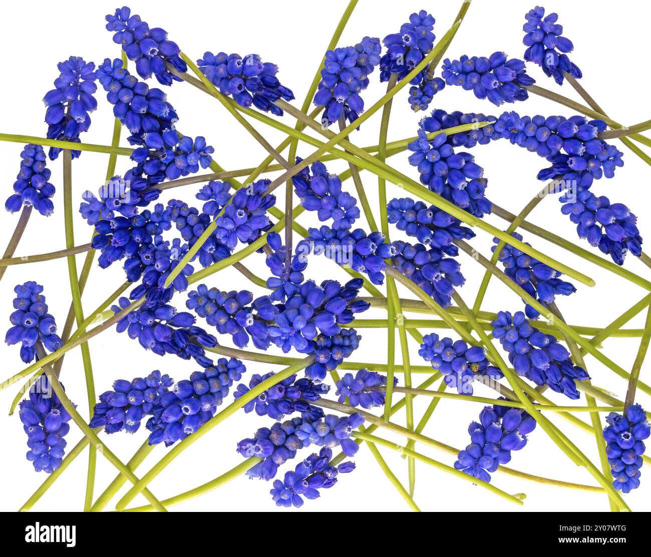Blue grape hyacinths with green stems lie in a jumbled arrangement on ...