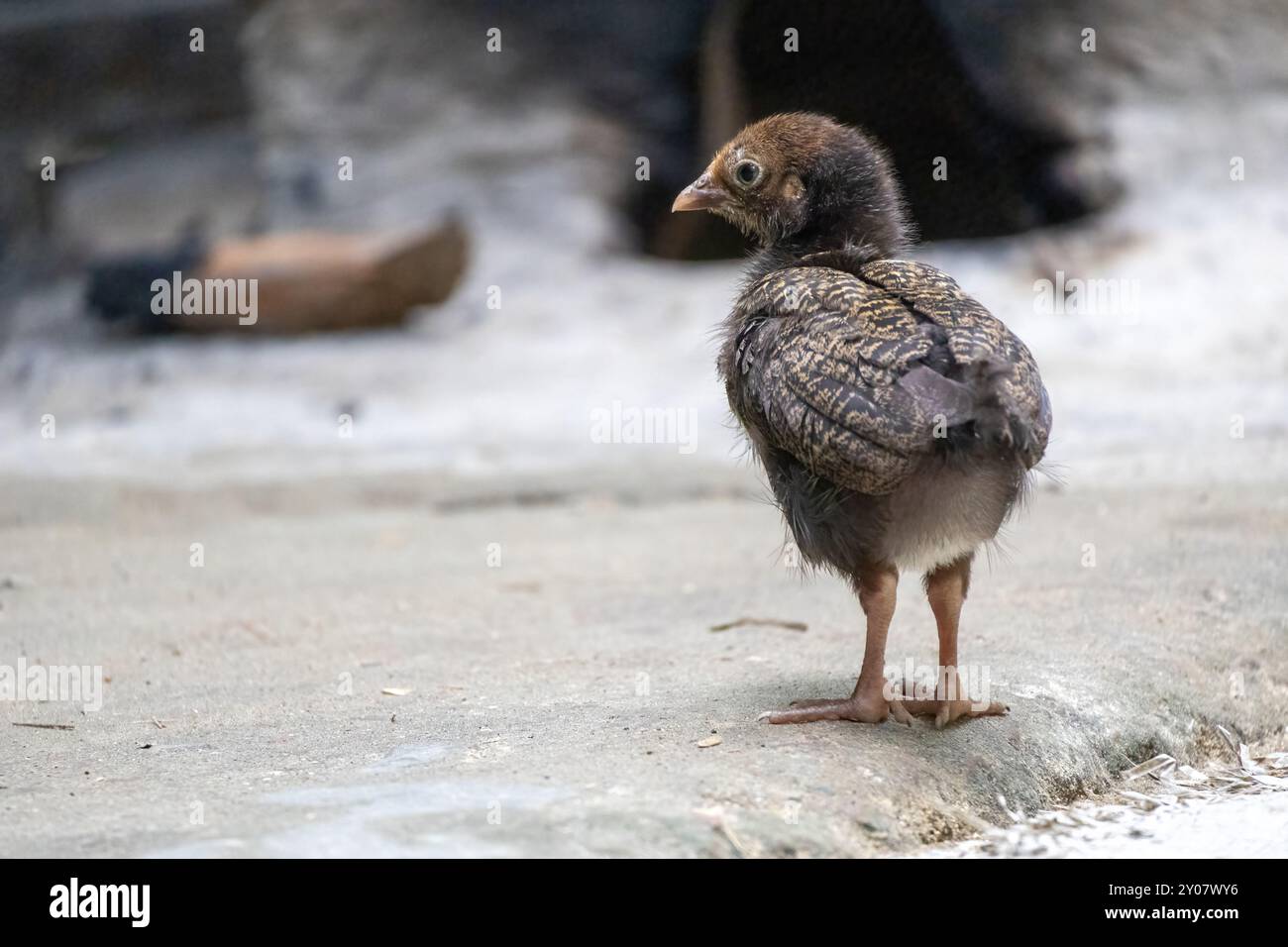 Village chickens rooster chicks hi-res stock photography and images - Alamy