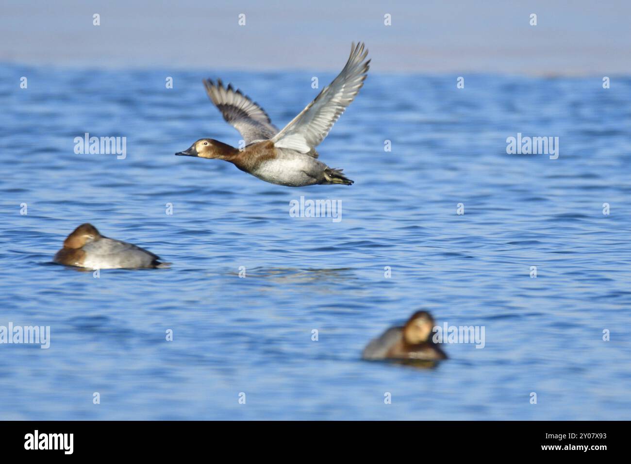 Common pochard in flight. Female common pochard in flight Stock Photo ...