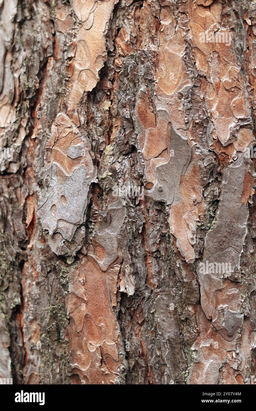 Pine bark close-up. Natural texture. Tree trunk in the forest. Natural ...