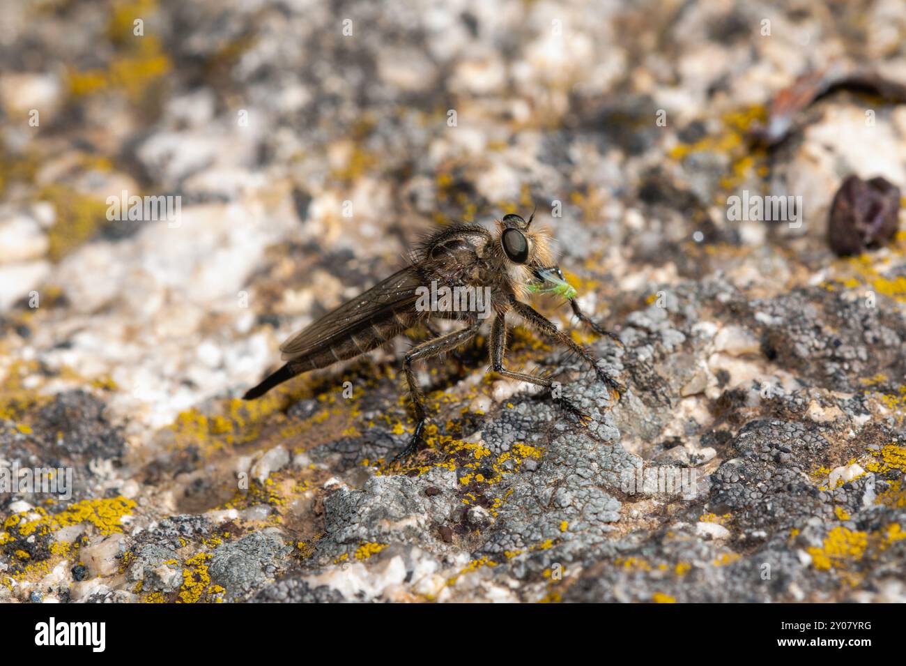 A female robber fly in the genus Efferia with captured prey on a rocky ...
