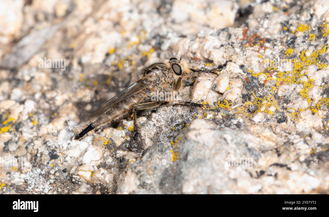 A female robber fly in the genus Efferia insect blends into the rocky ...
