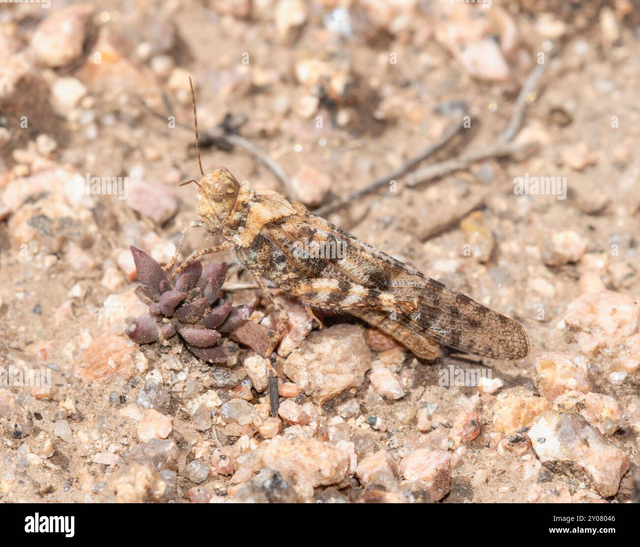 Wrangler grasshopper hi-res stock photography and images - Alamy