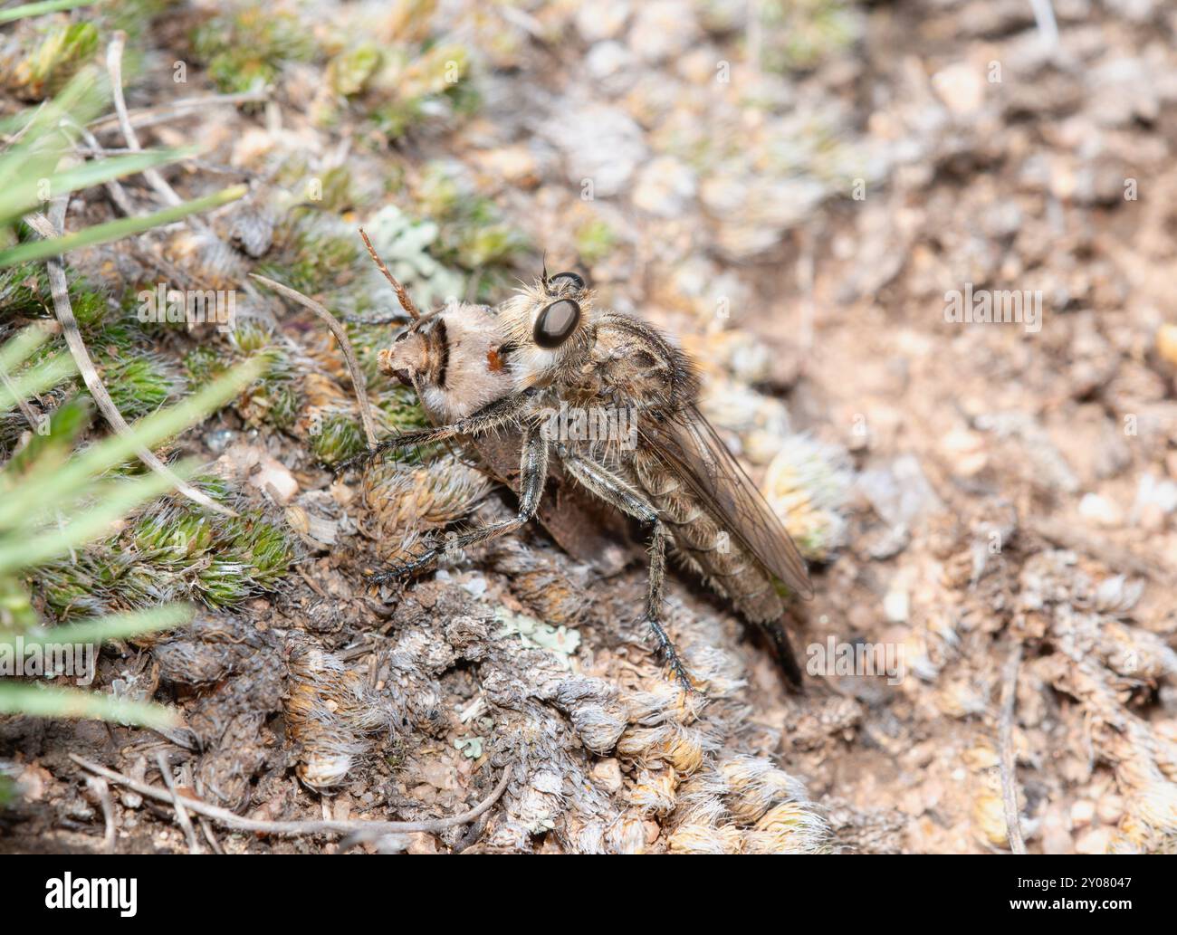 Chersotis juncta hi-res stock photography and images - Alamy