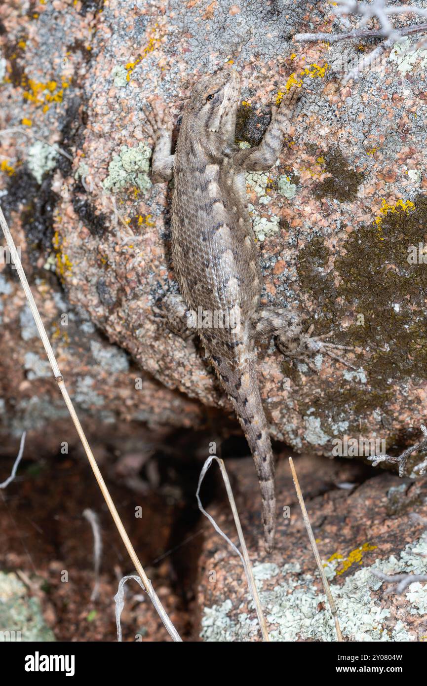 A prairie lizard Sceloporus consobrinus climbs along rocky surfaces in ...