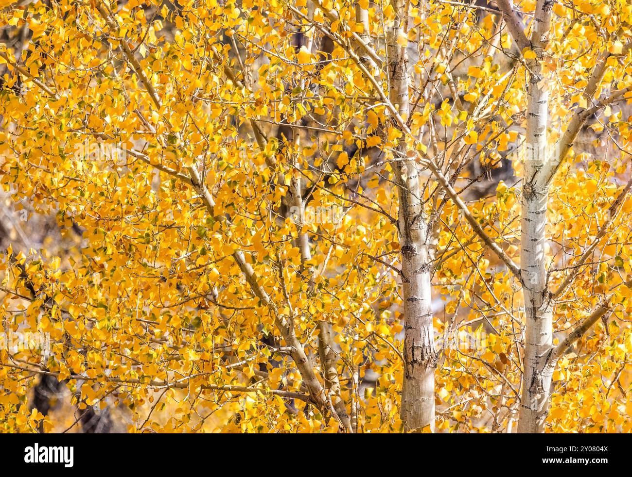 Aspen trees with yellow leaves hi-res stock photography and images - Alamy