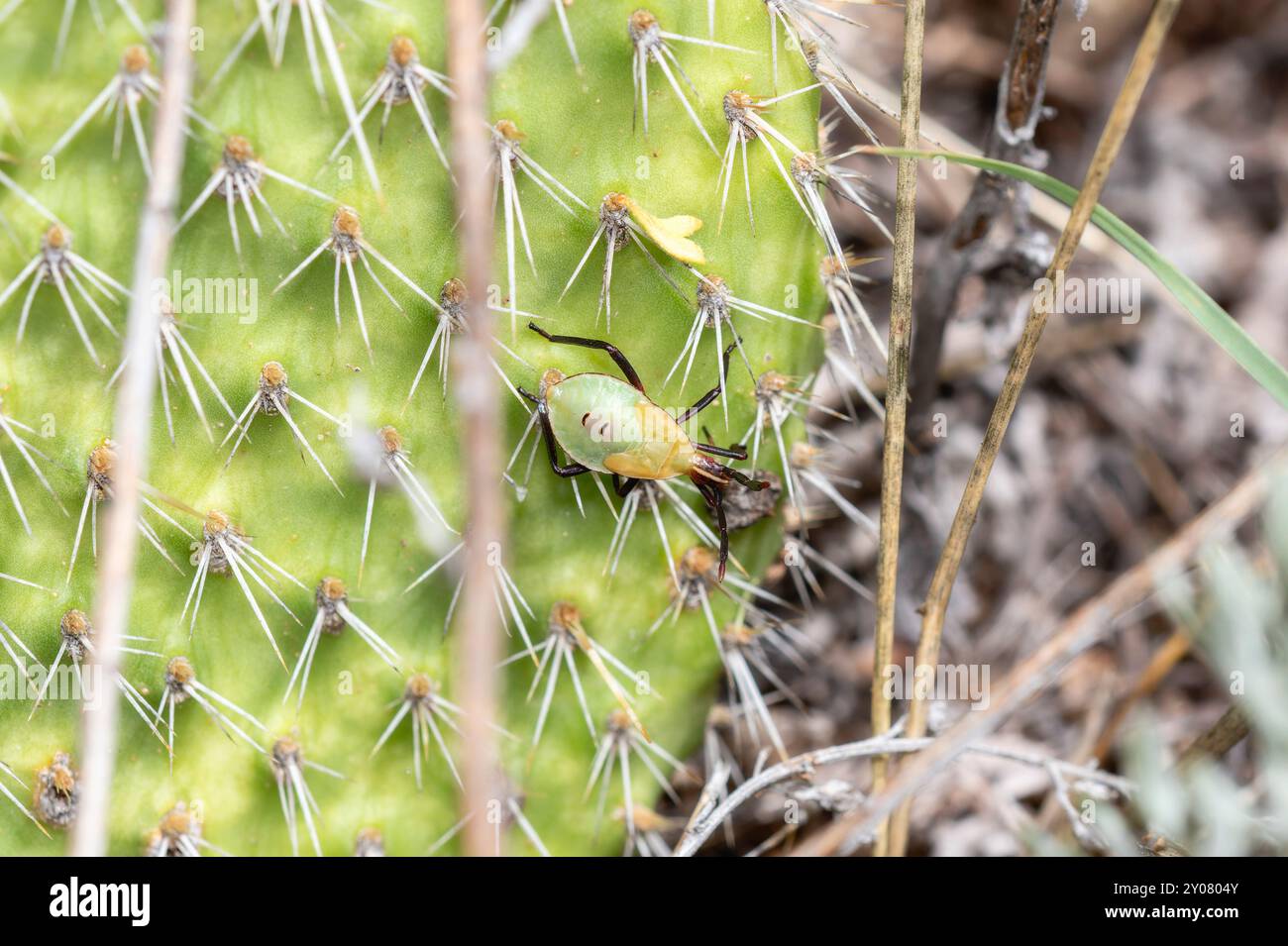 Cactus coreid bug hi-res stock photography and images - Alamy