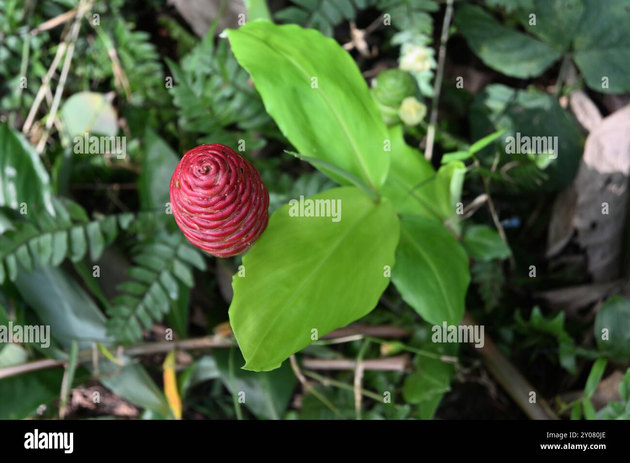 Overhead view of an old red flower inflorescence of a bitter ginger ...