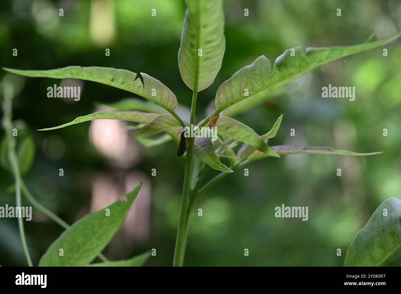 View of the two leafhoppers in their immature and adult stages resting ...