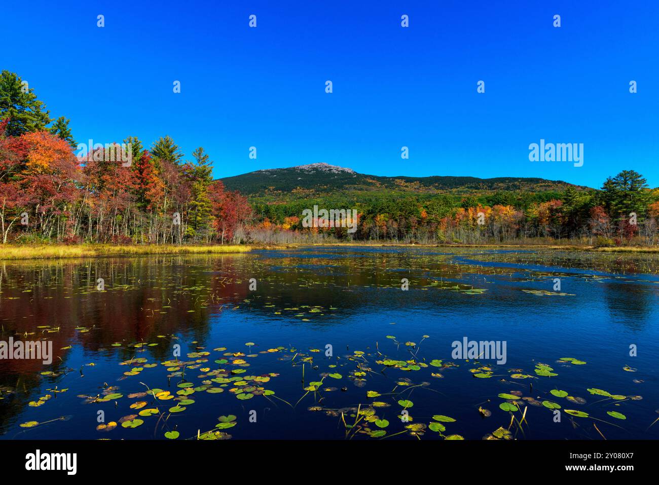 Water pond, lillys and fall colors in front of Mount Monadnock Stock ...