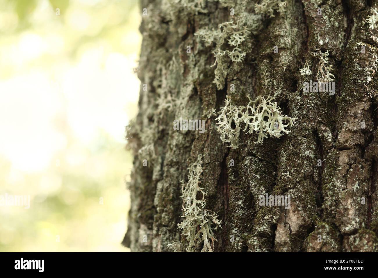 Oak moss (Evernia prunastri). Oak trunk covered with lichen. Cracked ...