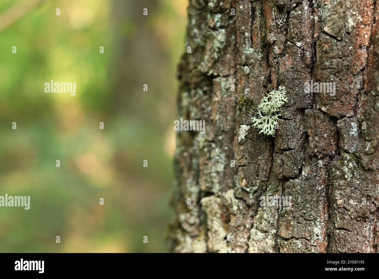Oak moss (Evernia prunastri). Oak trunk covered with lichen. Cracked ...