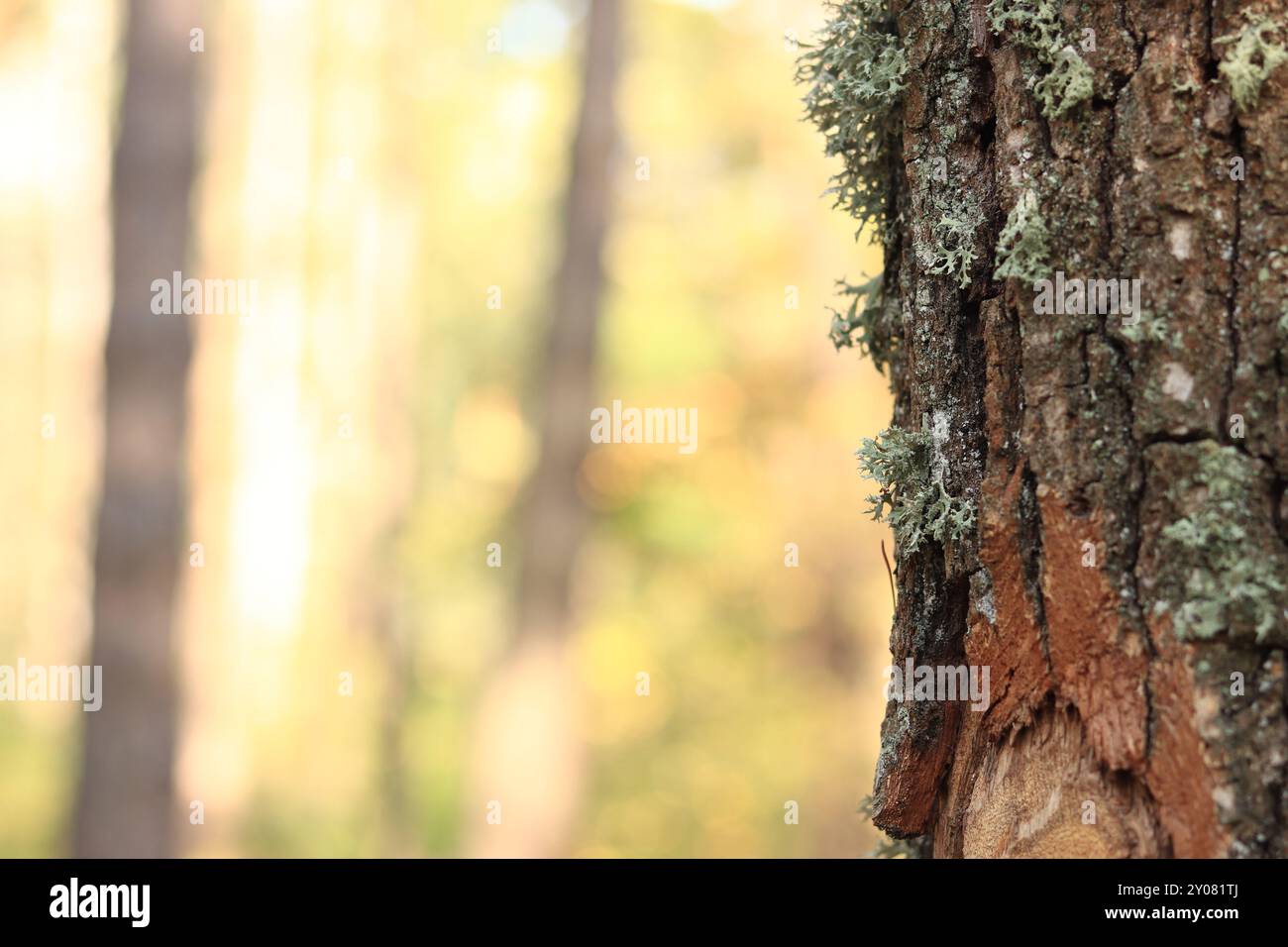 Oak moss (Evernia prunastri). Oak trunk covered with lichen. Cracked ...