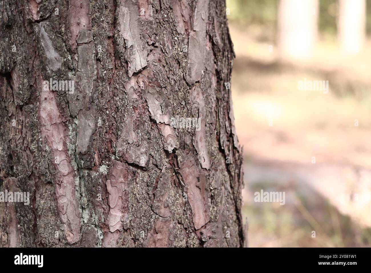 Pine tree, bark close-up. Close-up of pine bark in the forest for a ...