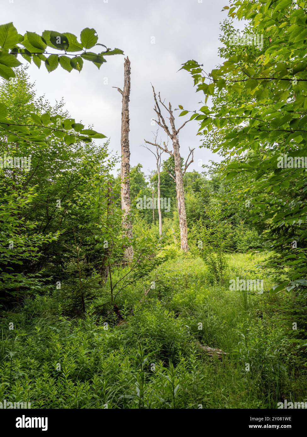 A serene opening in a dense forest, with fallen tree trunks scattered ...