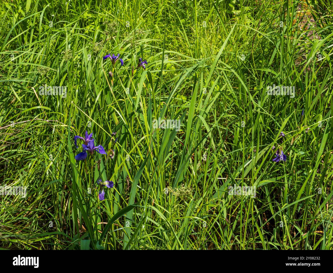 Violet Blue Flag flowers bloom gracefully in the wetlands of the ...
