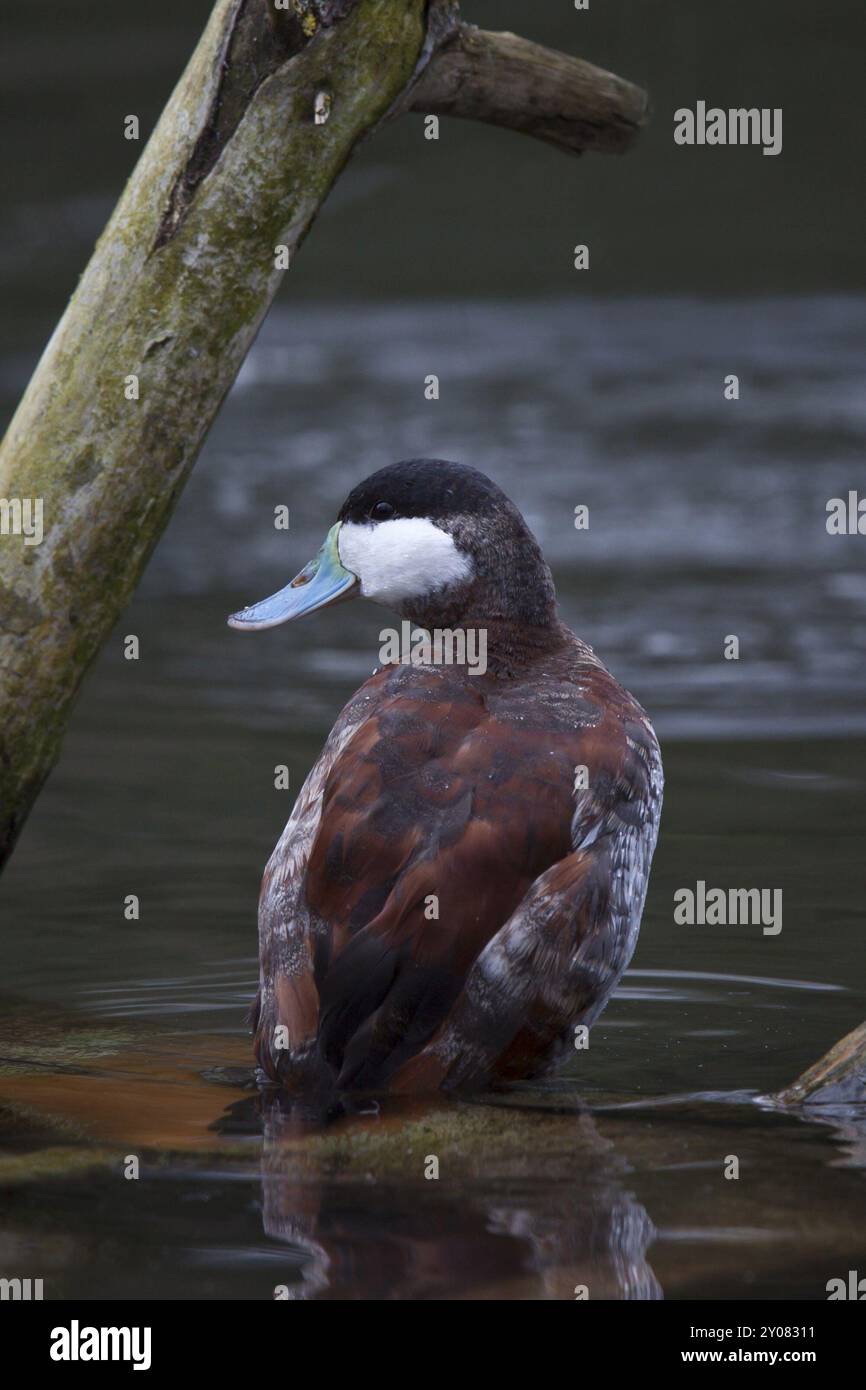 Black-headed duck, male, Oxyura jamaicensis, ruddy duck, male Stock ...