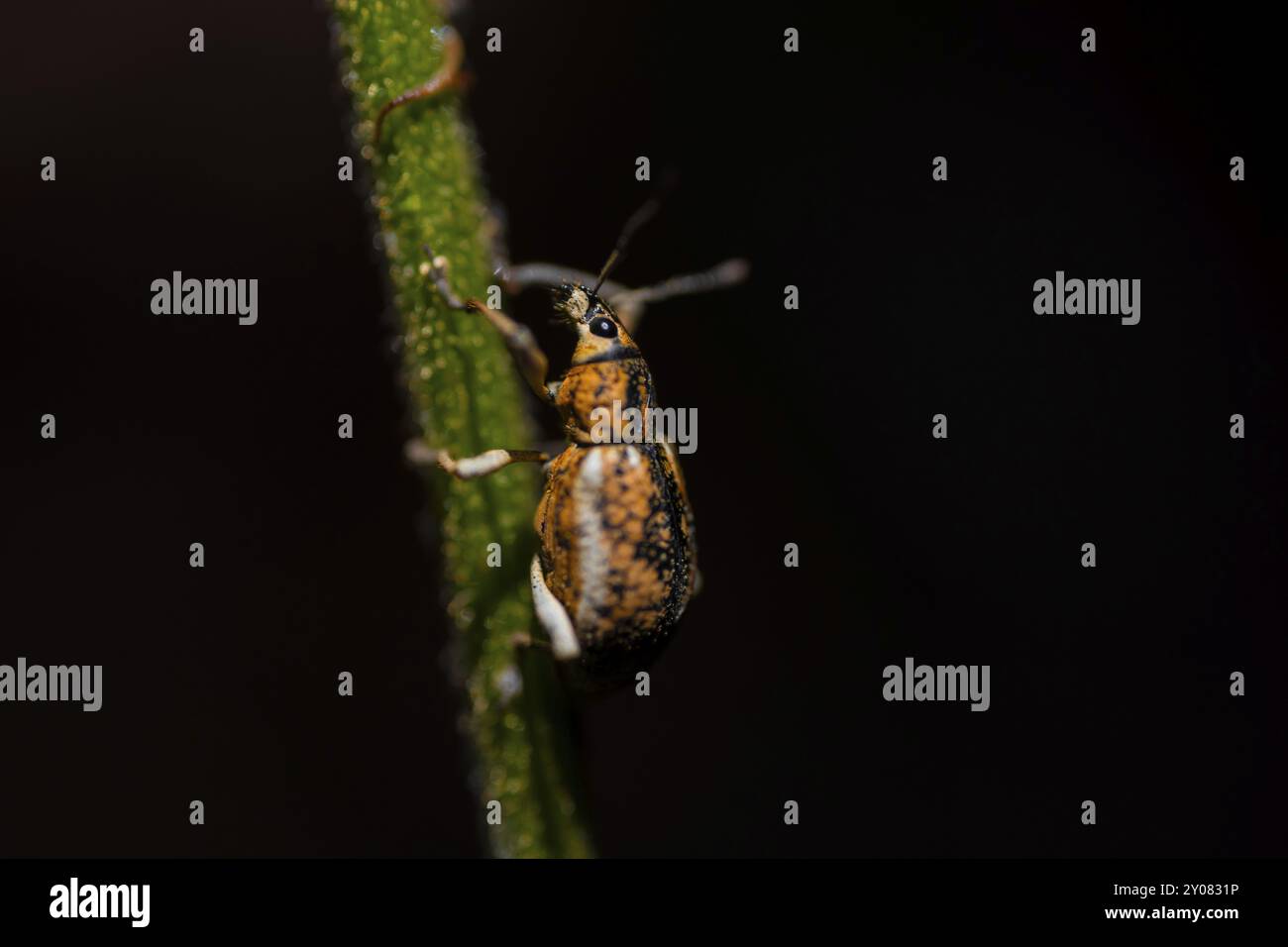 Weevil (Cleistolophus) sitting on a stem at night, at night in the ...