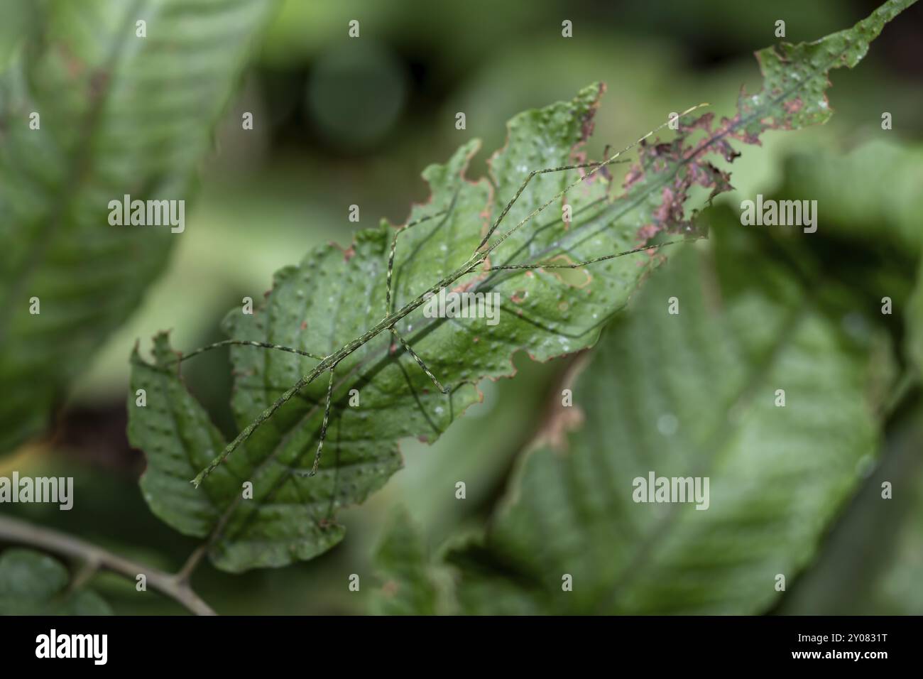 Green patterned stick insect (Phasmatodea) camouflaging itself on a ...