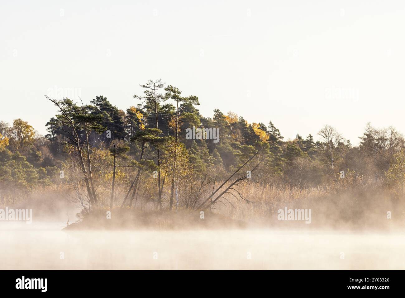 Scenics view with morning fog at a lake by a bog with pine trees in ...