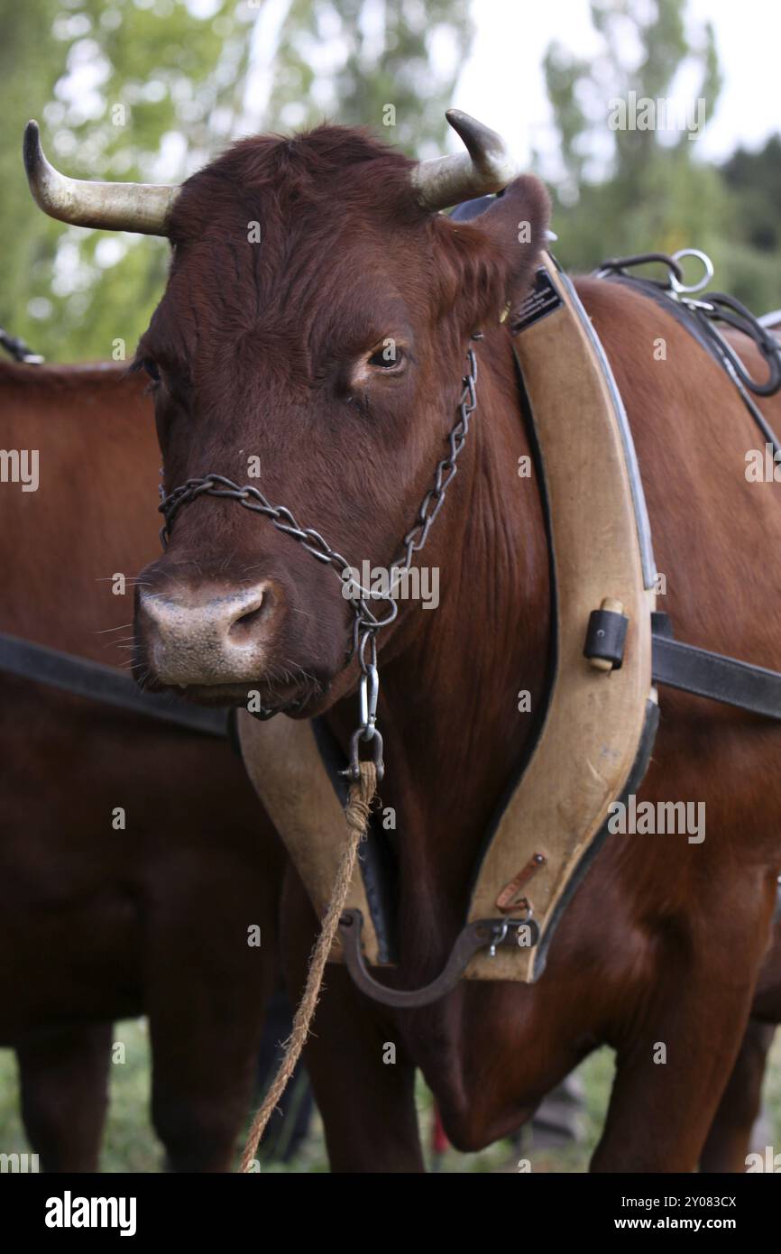 Team of bullocks hi-res stock photography and images - Alamy