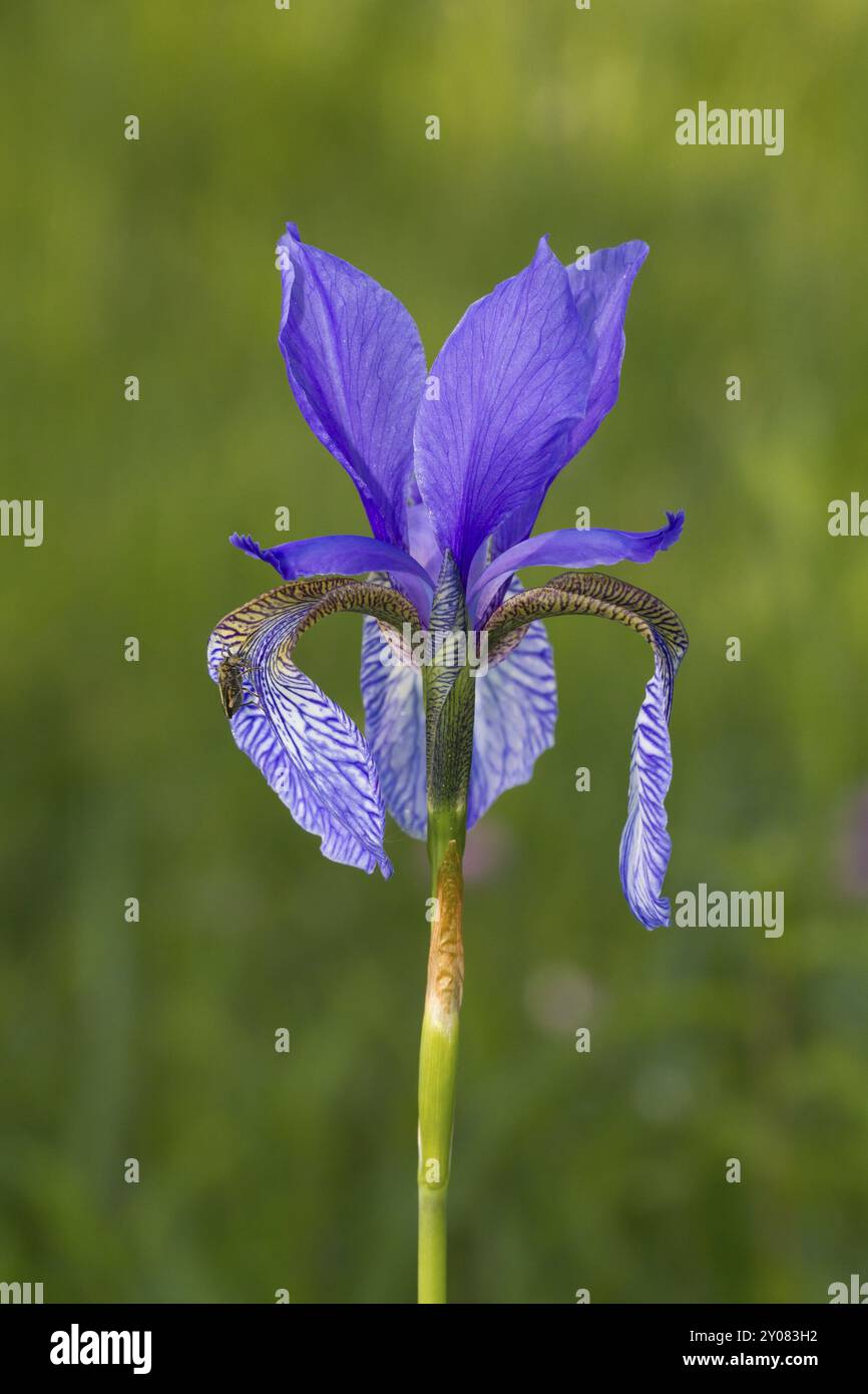 Siberian iris, Iris sibirica, Siberian flag Stock Photo - Alamy