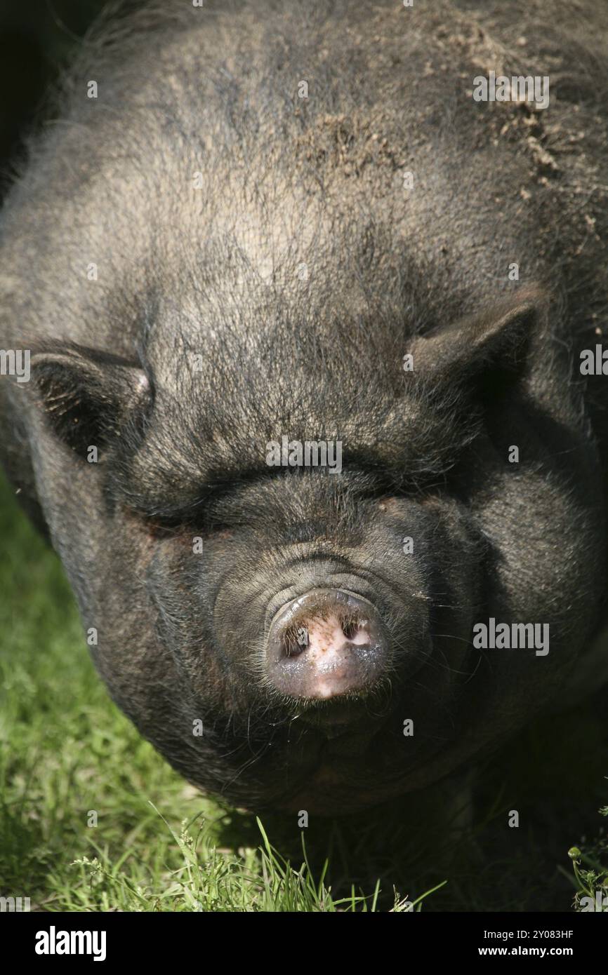 These pigs are mainly kept as pets in Vietnam Stock Photo - Alamy