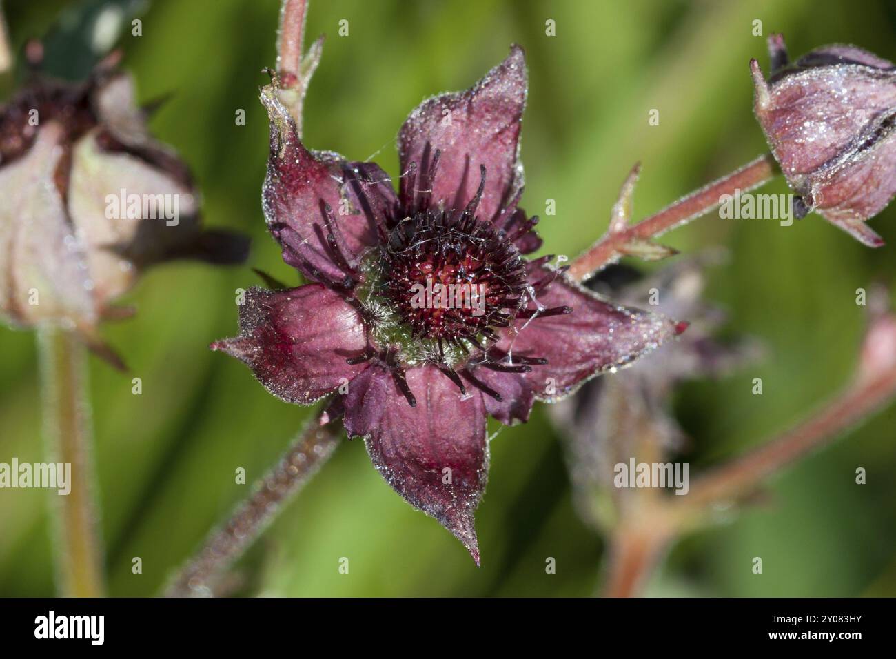 Potentilla palustris, purple marshlocks Stock Photo - Alamy