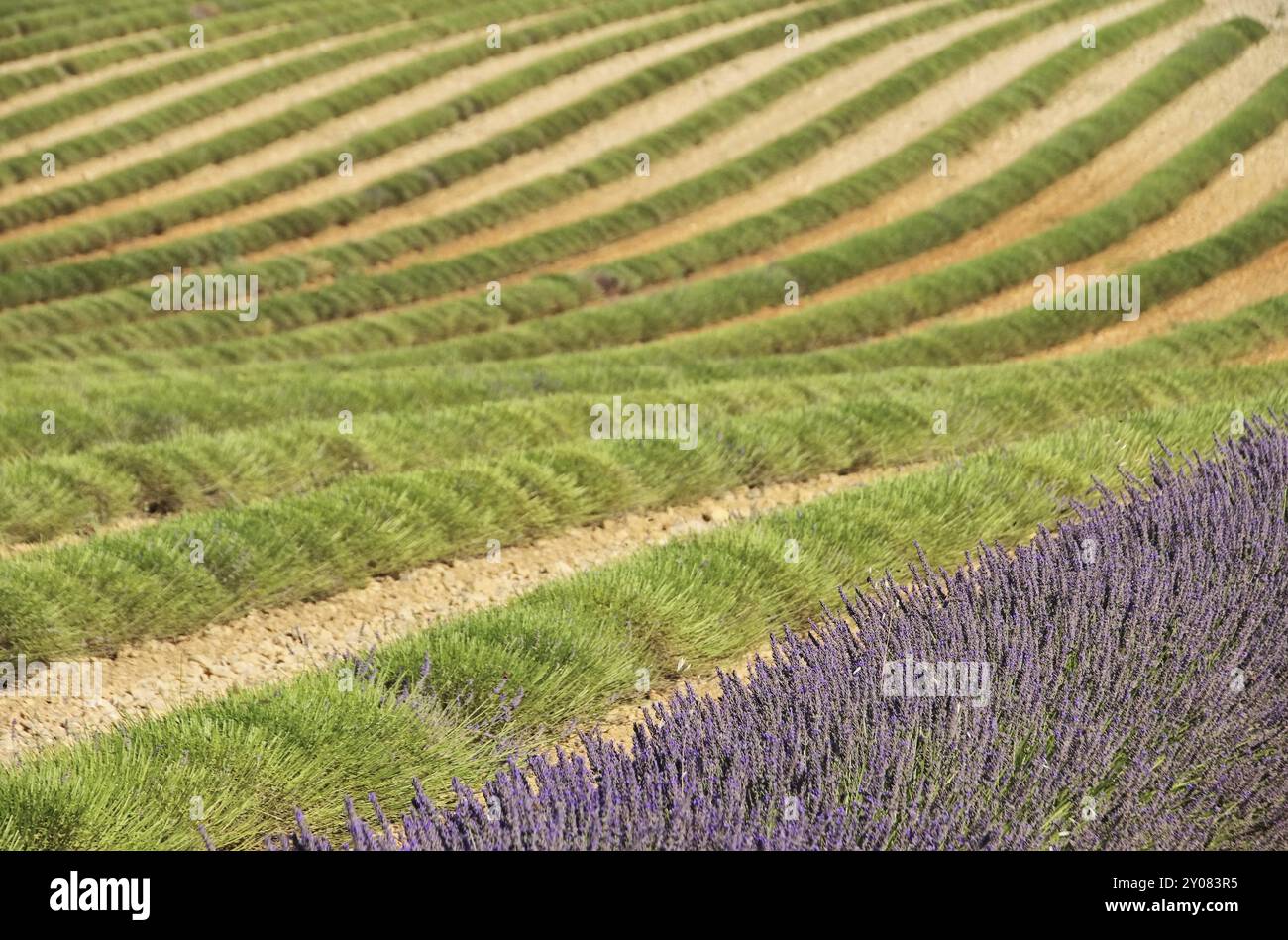 Lavender field harvest, lavender field harvest 18 Stock Photo - Alamy